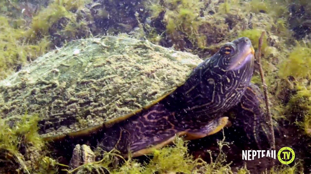 Les tortues géographique et l'épave The Rothesay. on Vimeo