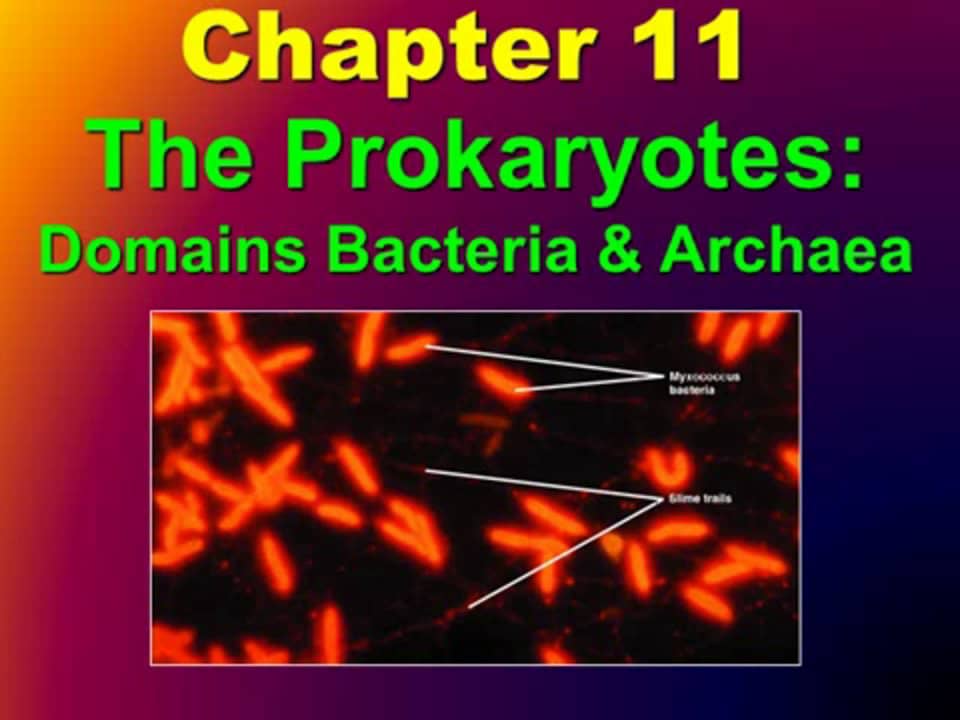General Microbiology: Chapter 11 Lecture -- The Prokaryotes (Domains ...