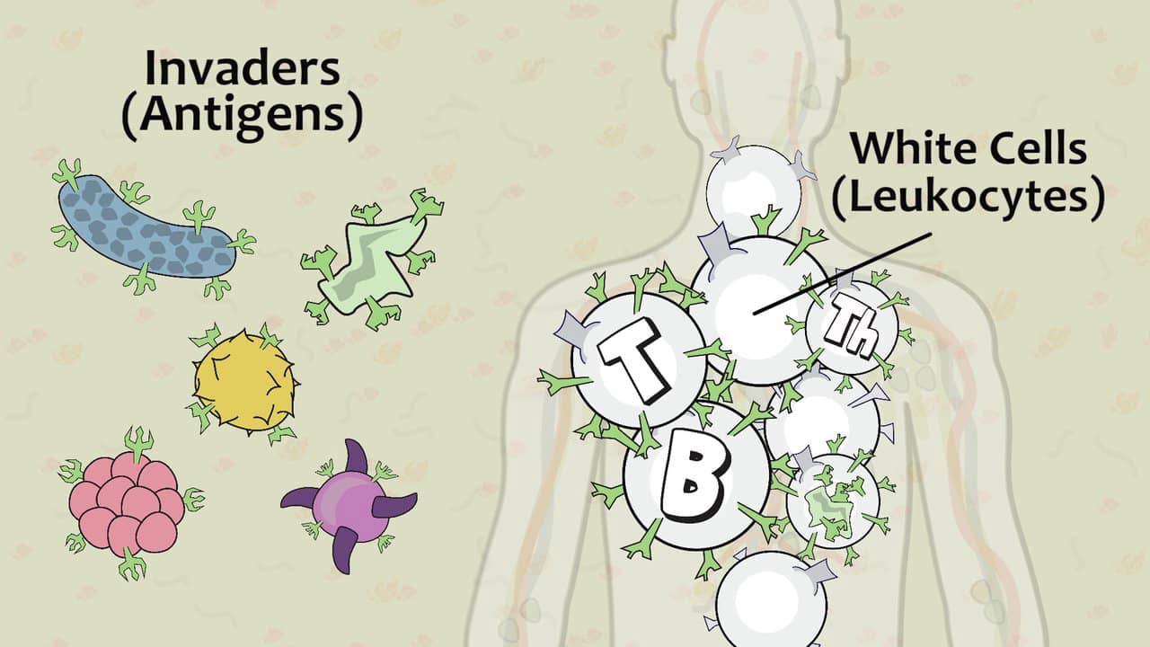 Video #8 Blood and the Immune System: White Cells Overview on Vimeo