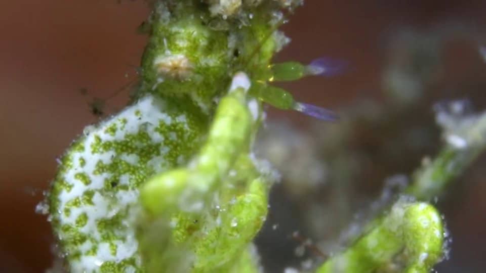 "Tiny, Tinier, Tiniest" on Vimeo