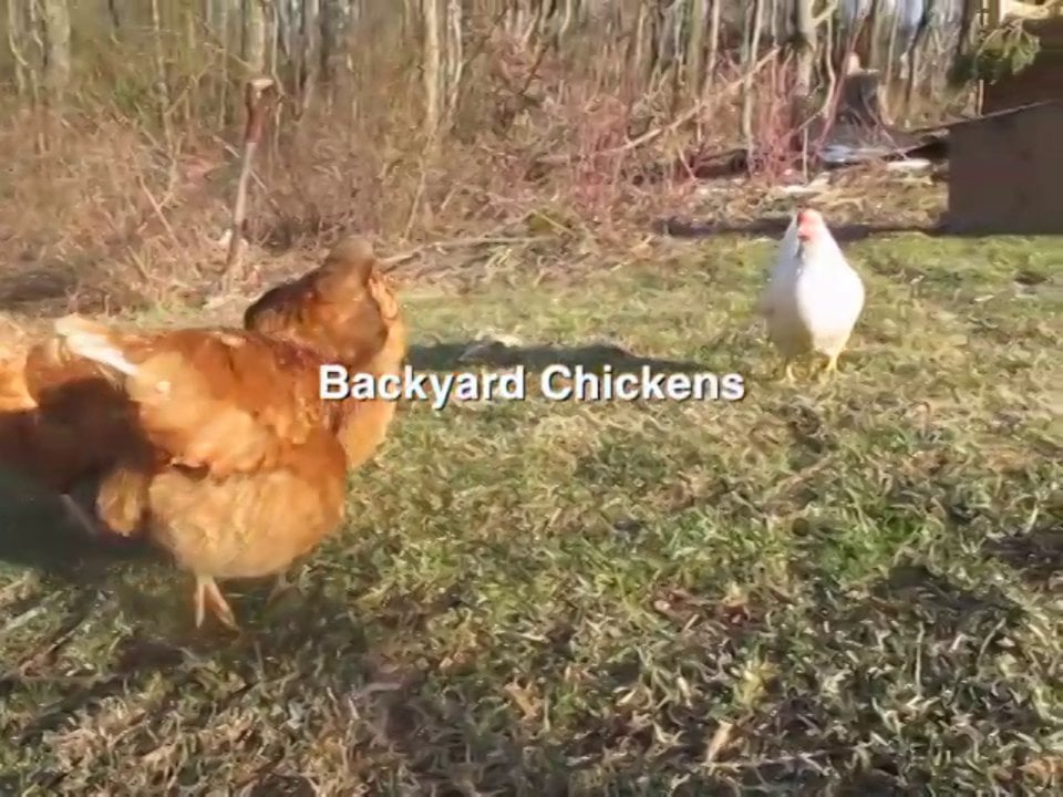 Backyard Chickens on Vimeo