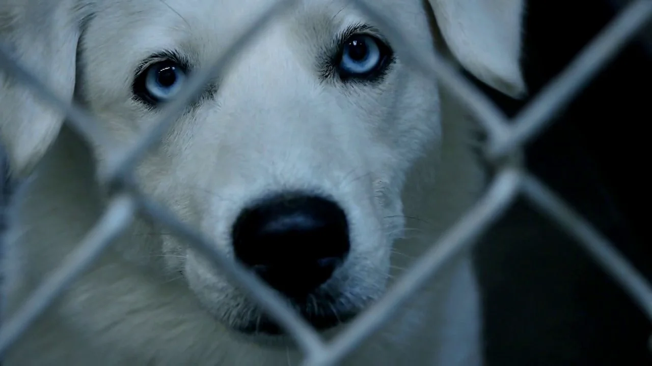 Dubois County Humane Society Commercial on Vimeo