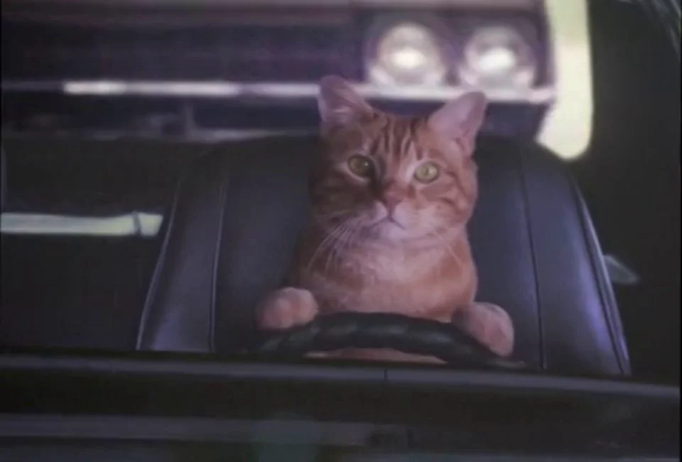 GEICO-RQ3-Dogs Cats on Vimeo