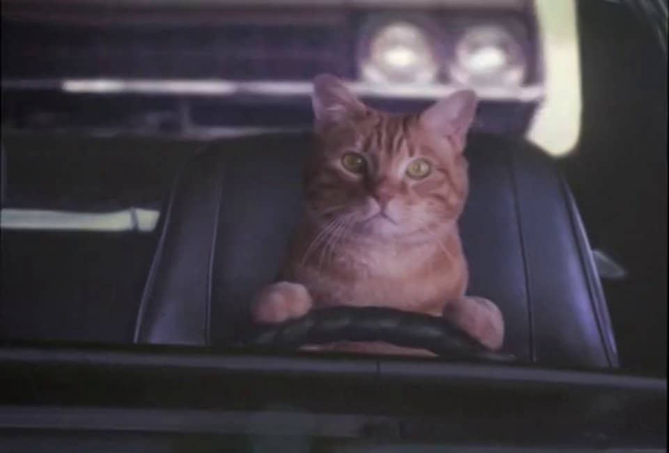 GEICO-RQ3-Dogs Cats on Vimeo