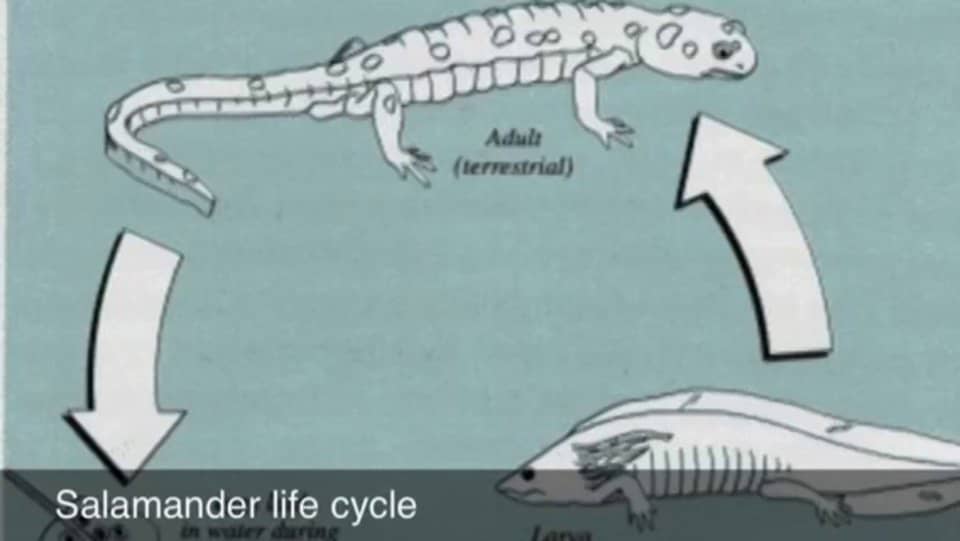 Salamander Life Cycle on Vimeo