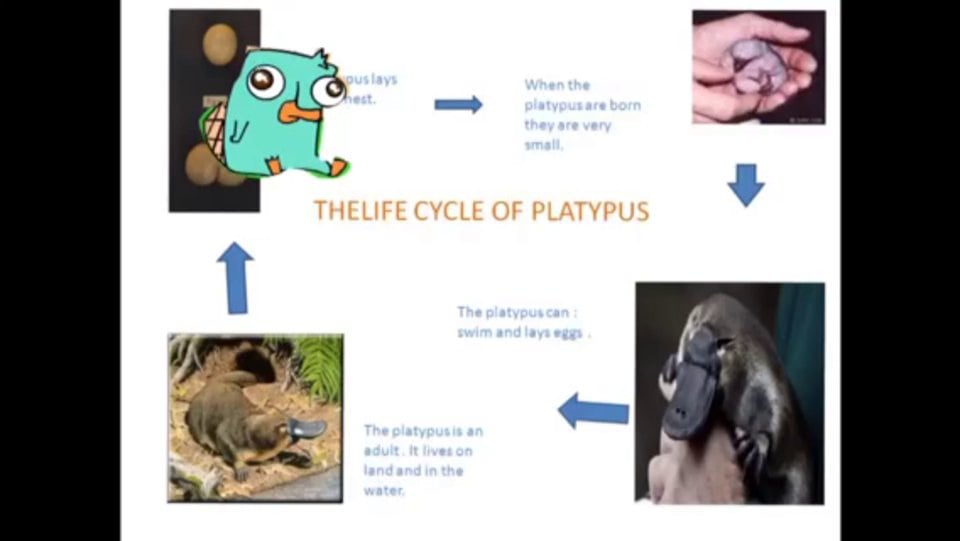 Platypus life cycle on Vimeo