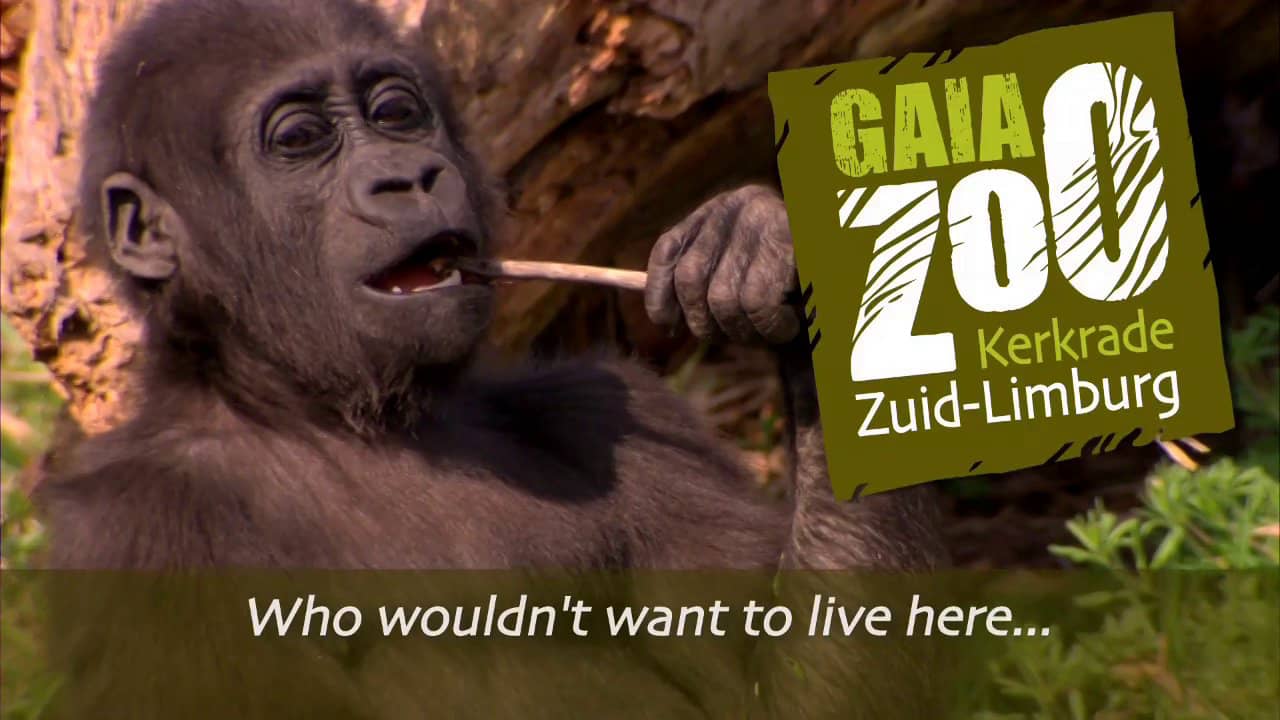 GaiaZOO Commercial on Vimeo