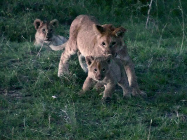 Untamed Lions on Vimeo