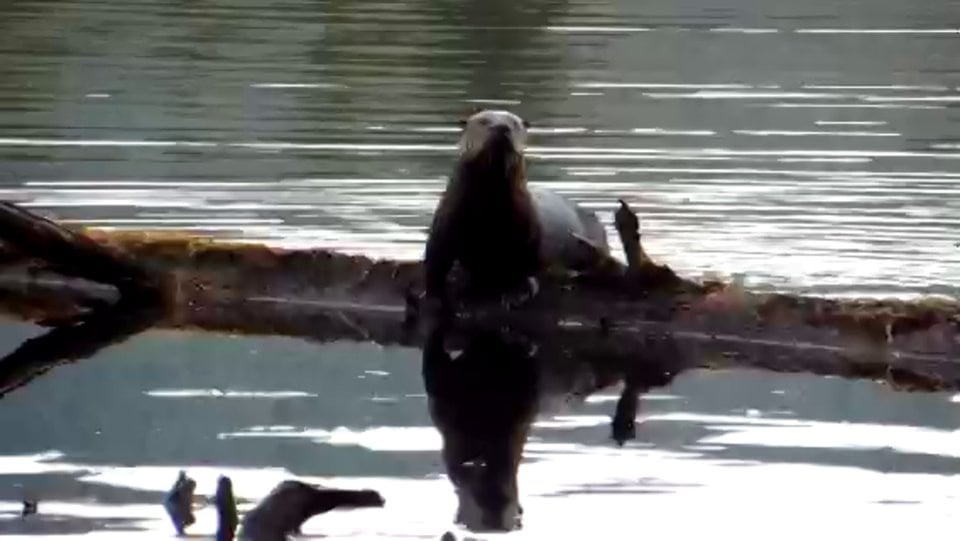 Laurie Craig otter video on Vimeo