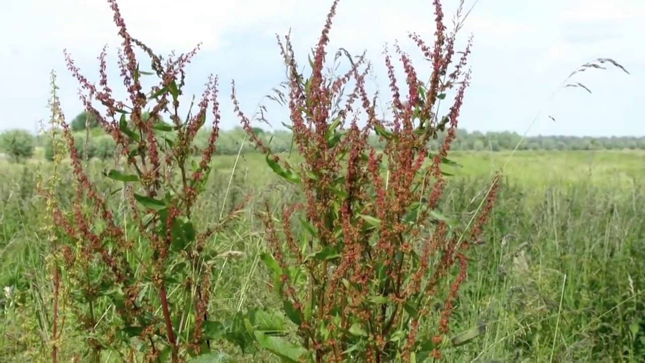 Ridderzuring - Rumex obtusifolius on Vimeo