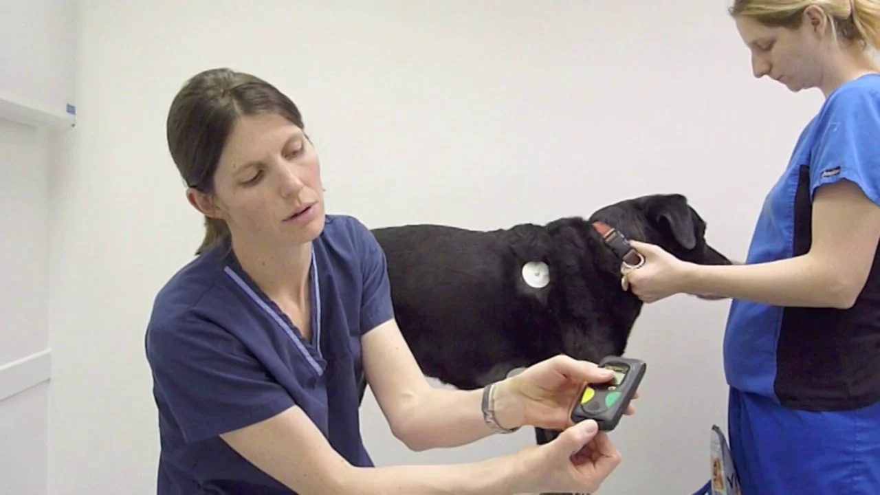 HeartVets - Fitting a Holter monitor to a dog