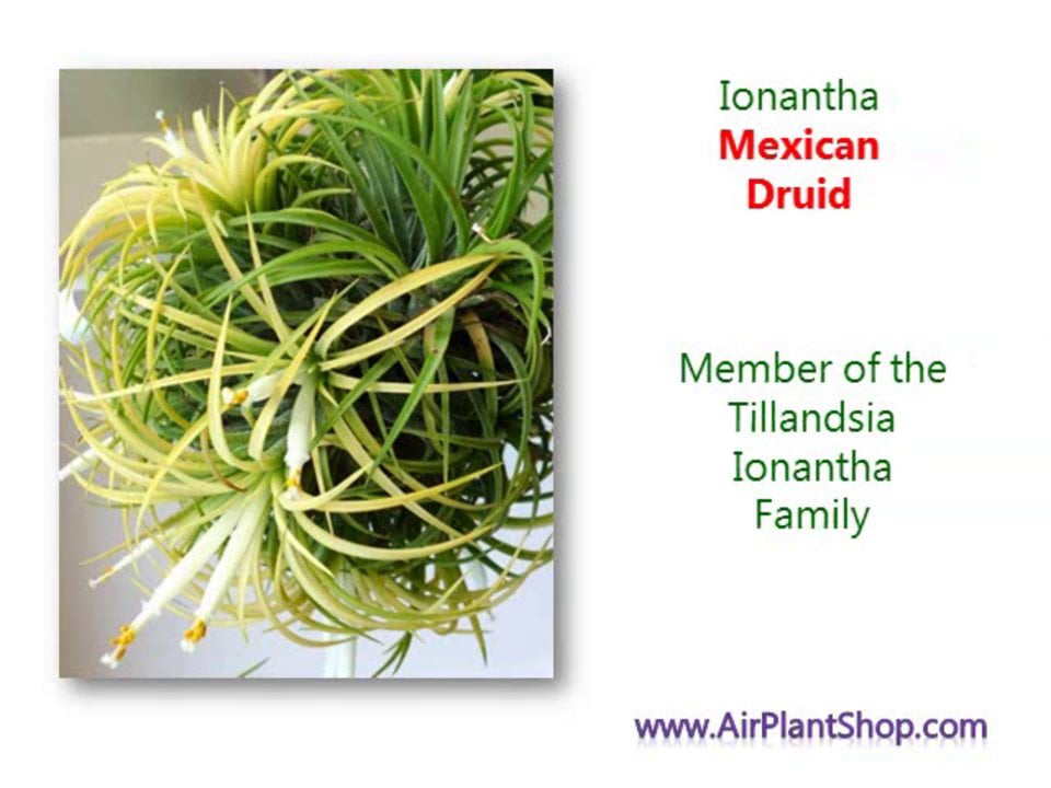 Ionantha Mexican Druid – Buy an Exotic Collection of Different Ionantha ...