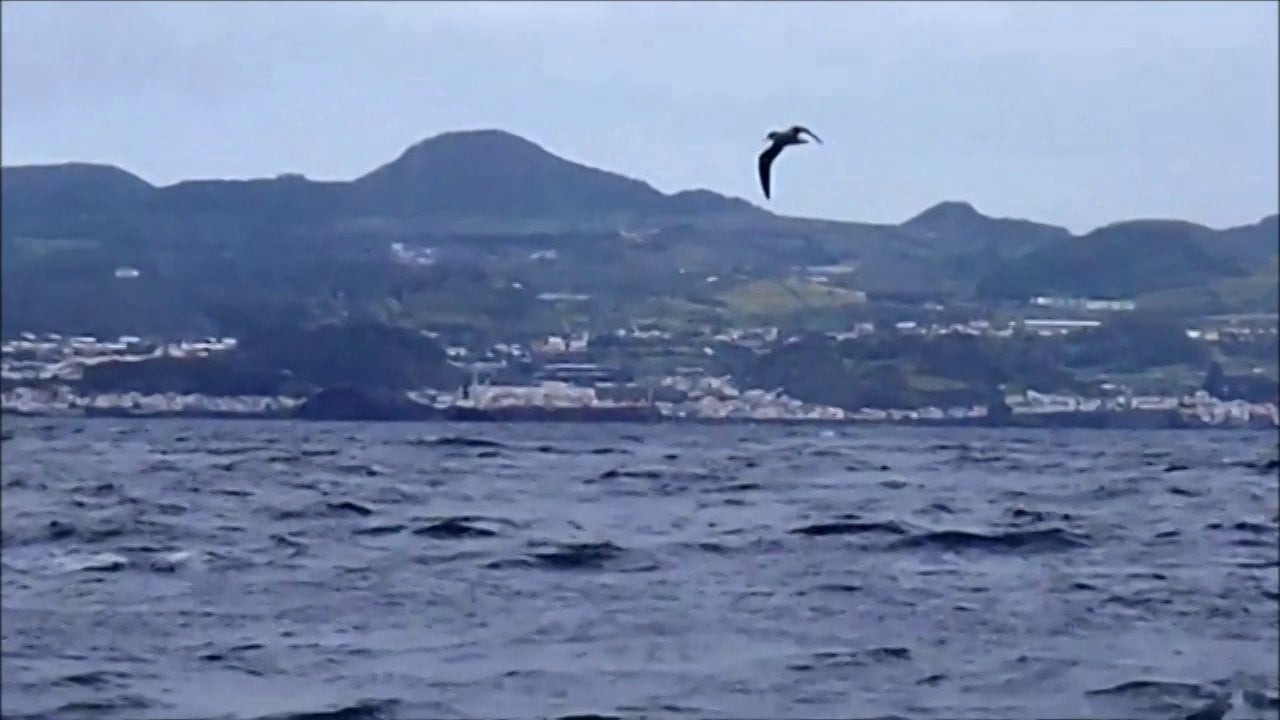 The Killer Whale (Terra Azul, Azores Whale Watching) on Vimeo