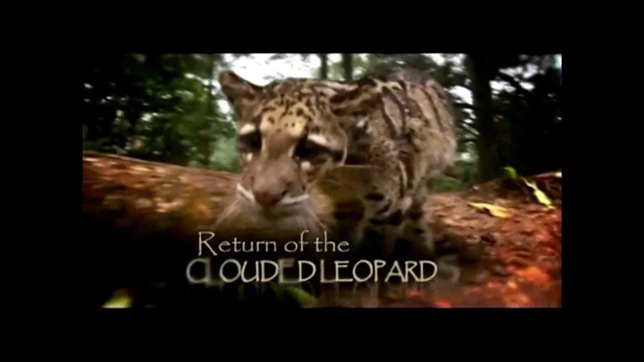 The Return of the Clouded Leopards vimeo.mp4 on Vimeo