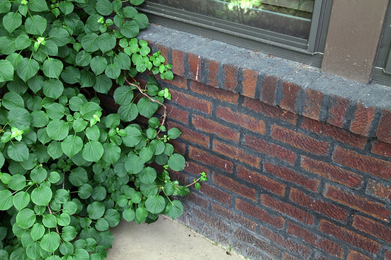 Boob caterpiller (with music) on Vimeo