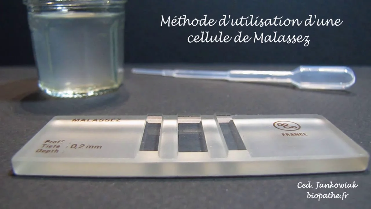 Technique d'utilisation d'une lame de Malassez