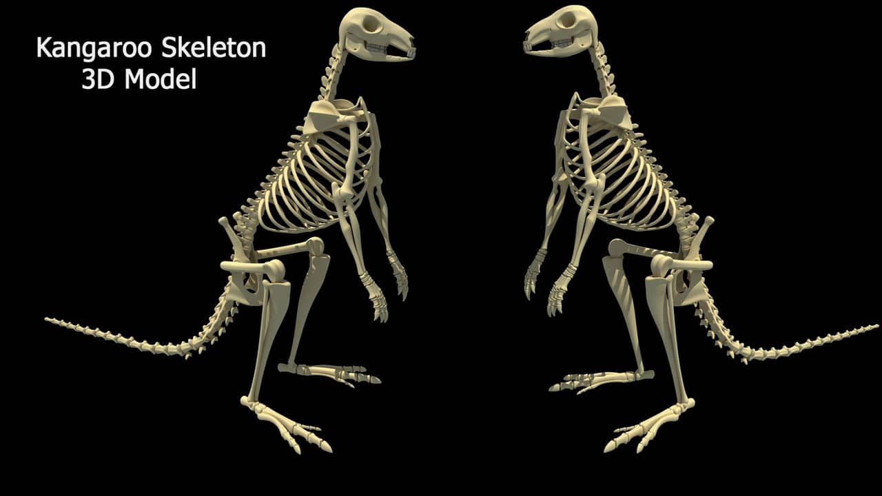 Kangaroo Skeleton 3D Model on Vimeo