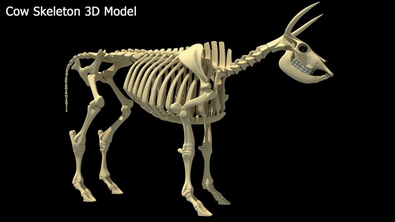 Cow skeleton 3D Model on Vimeo