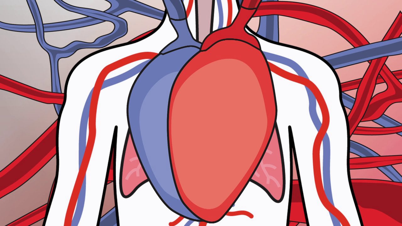 Video #13 Blood and the Immune System: Circulatory and Respiratory ...