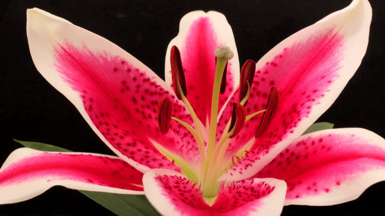 A Lilly Blooms