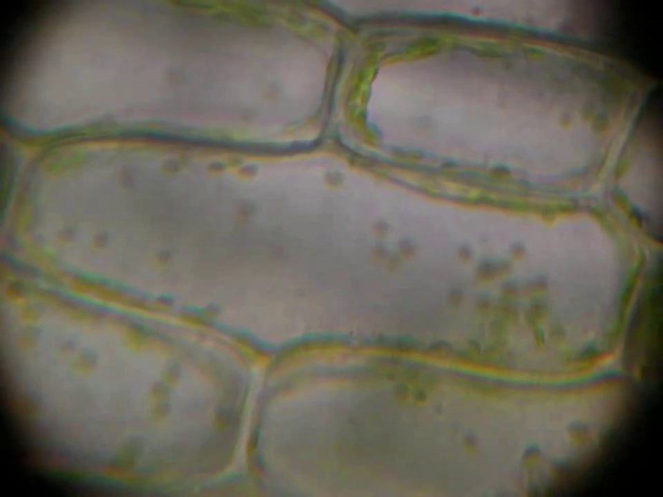 Observation de la cyclose sur des cellules de feuille d'élodée on Vimeo