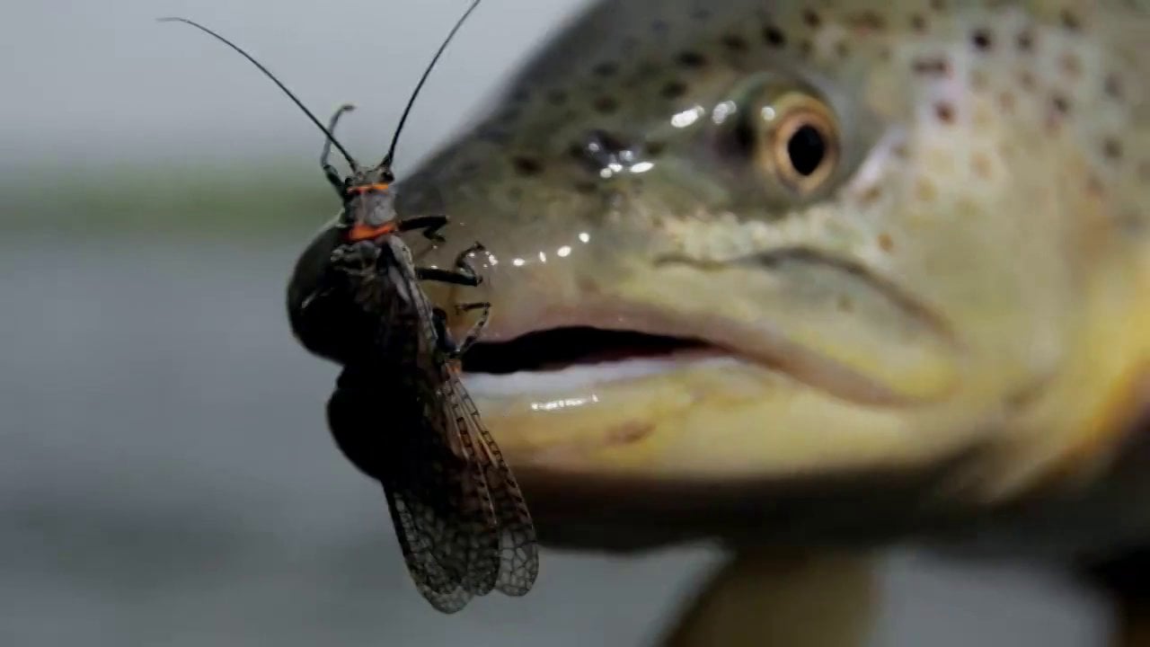 Salmonfly Invasion on Vimeo