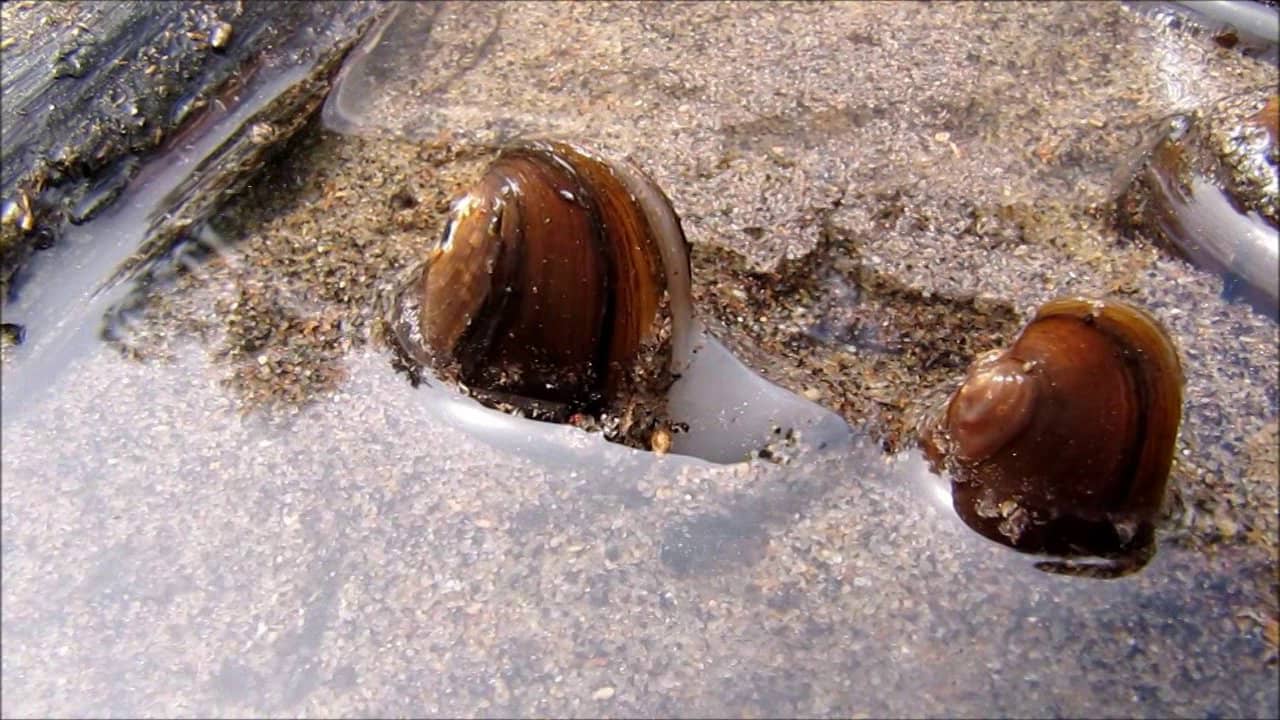 Déplacement de la moule eau douce on Vimeo