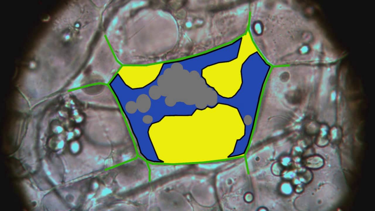 Plasmolyse de cellules de tubercule de pomme de terre. on Vimeo