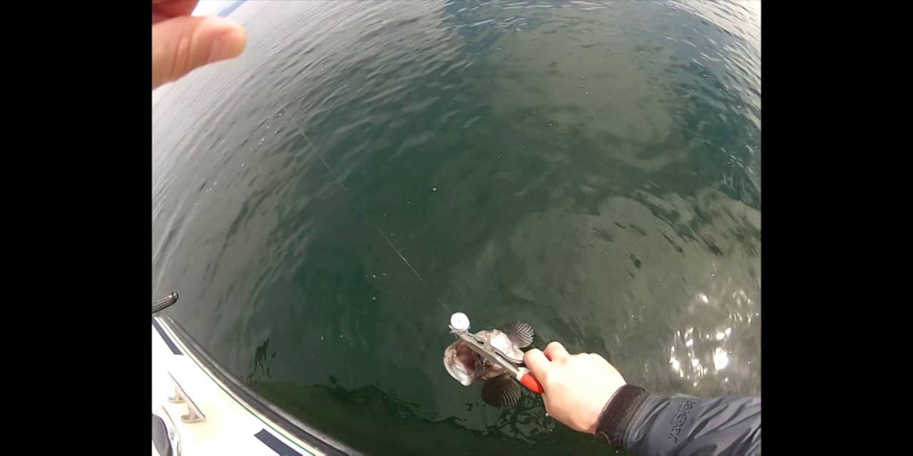 Black Rockfish On Poppers- Neah Bay Fly Fishing on Vimeo