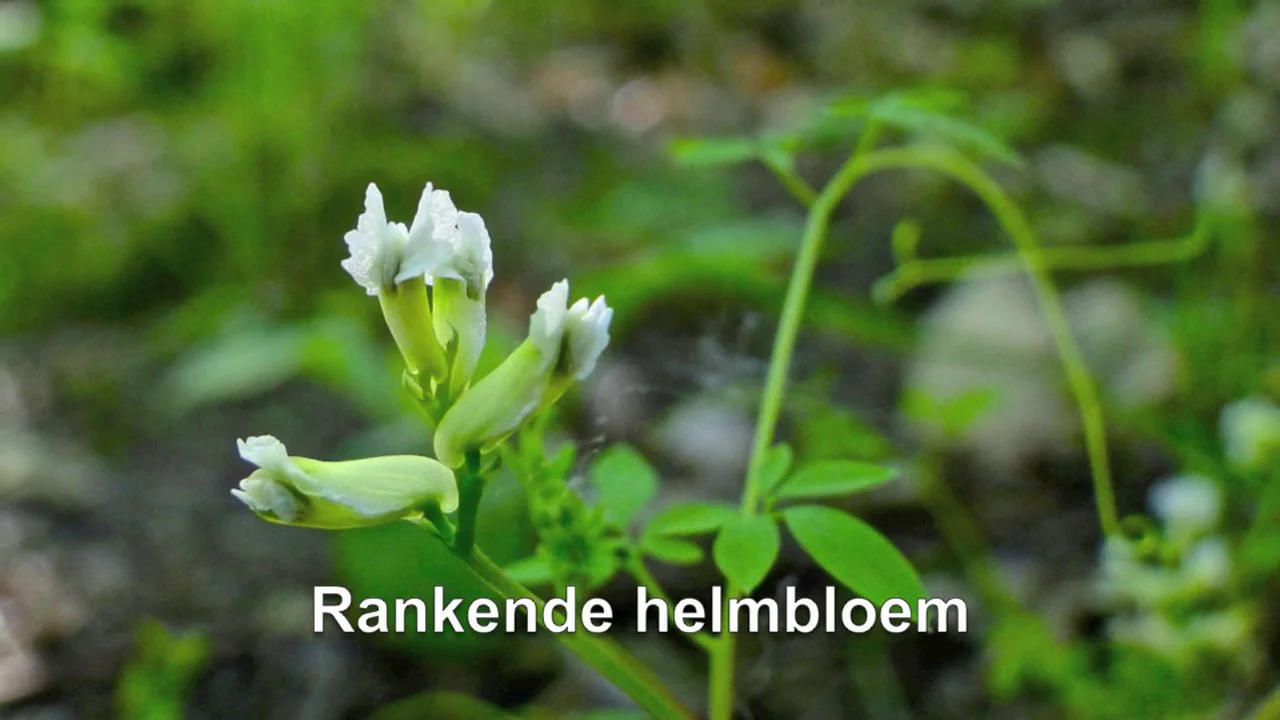 Rankende helmbloem - Ceratocapnos claviculata on Vimeo