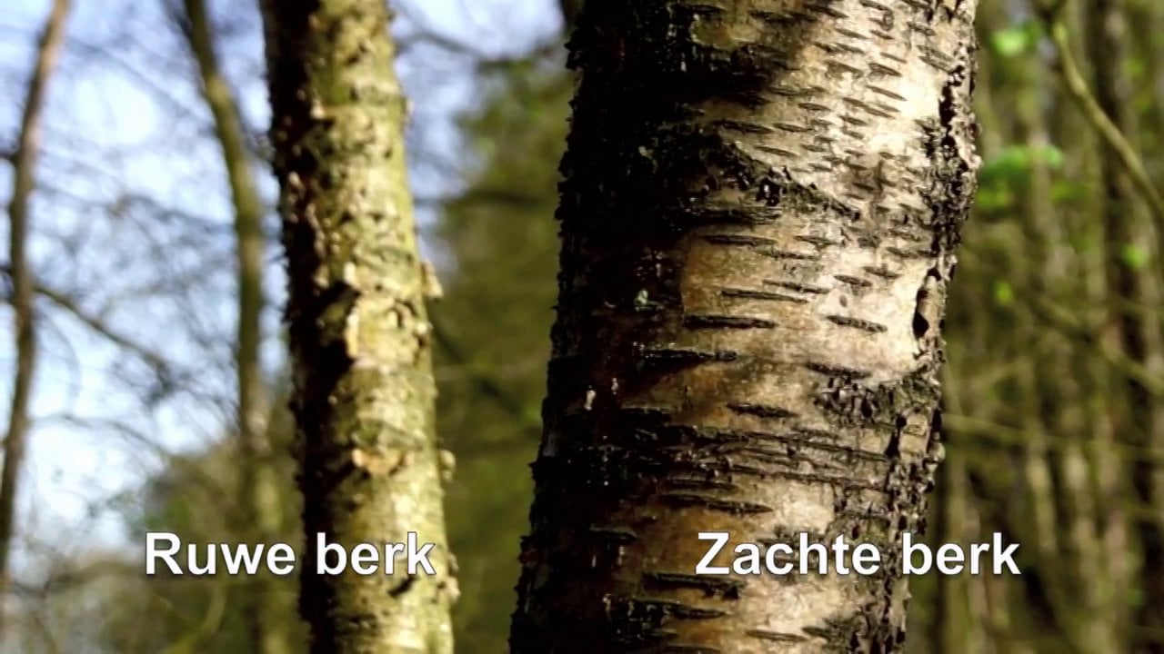 Zachte berk - Betula pubescens on Vimeo