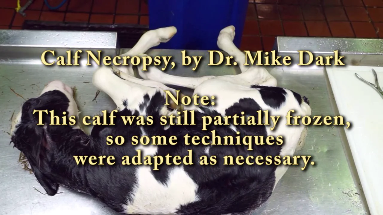 UF College of Veterinary Medicine - Calf Necropsy on Vimeo