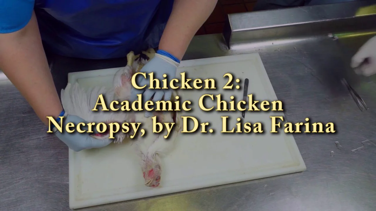 UF College of Veterinary Medicine - Chicken 2: Academic Necropsy on Vimeo
