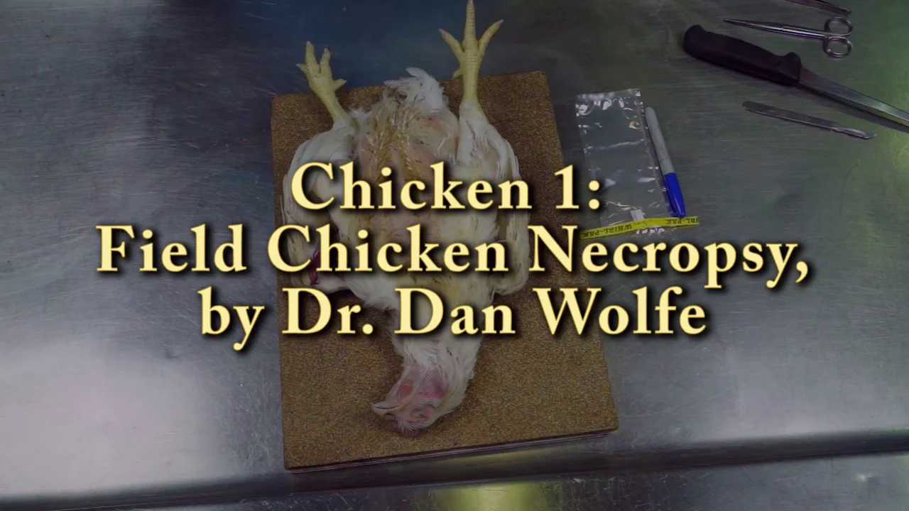 UF College of Veterinary Medicine - Chicken 1: Field Necropsy on Vimeo