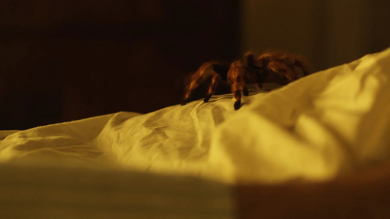 LA MIGALA (The Bird Spider)