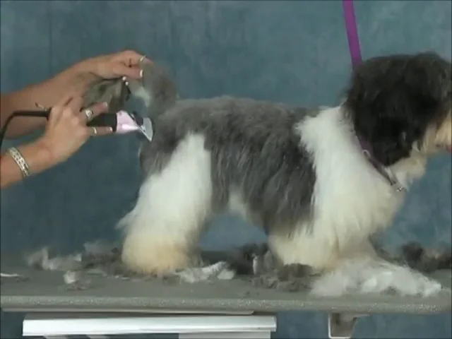 Havanese Grooming Styles