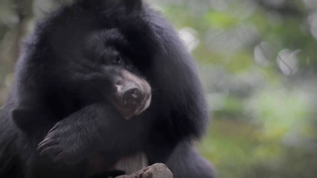 The Bears - We Animals / Decipher Films on Vimeo