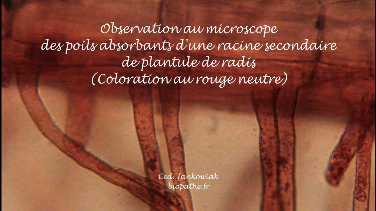 Observation des poils absorbants d'une plantule de radis on Vimeo