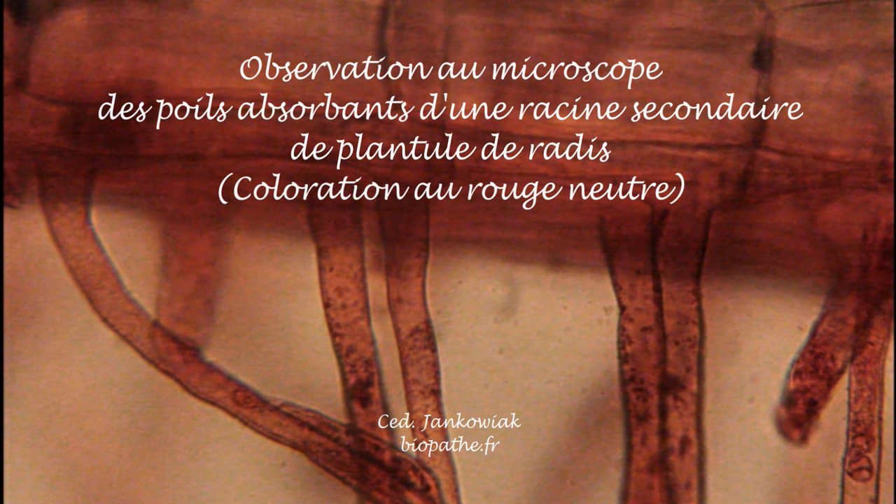 Observation des poils absorbants d'une plantule de radis on Vimeo