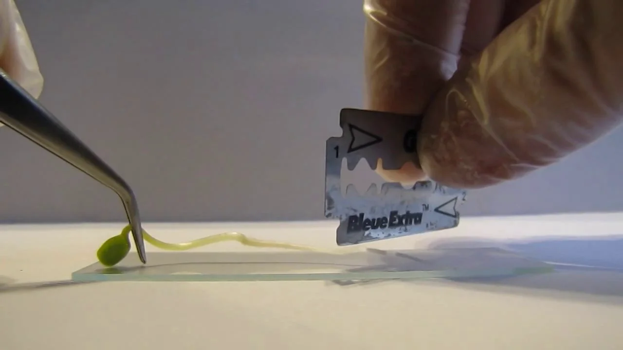 montage pour observer les poils absorbants d'une plantule de radis au ...