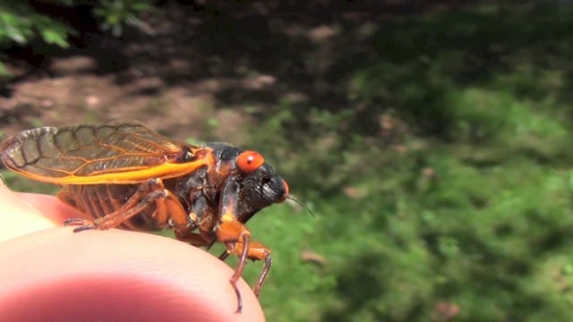 Do cicadas bite or sting? – Cicada Mania