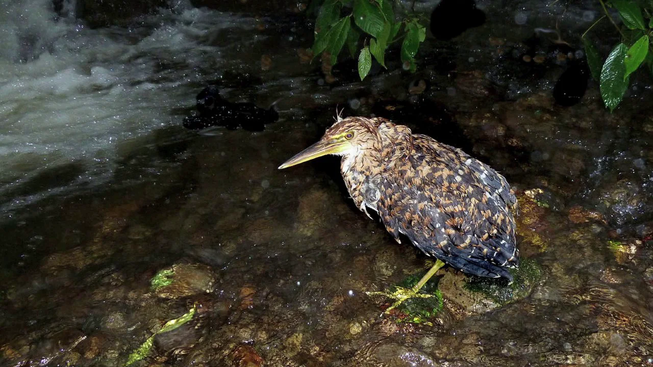 Bird Feeding Adaptations: How beaks are adapted to what birds eat