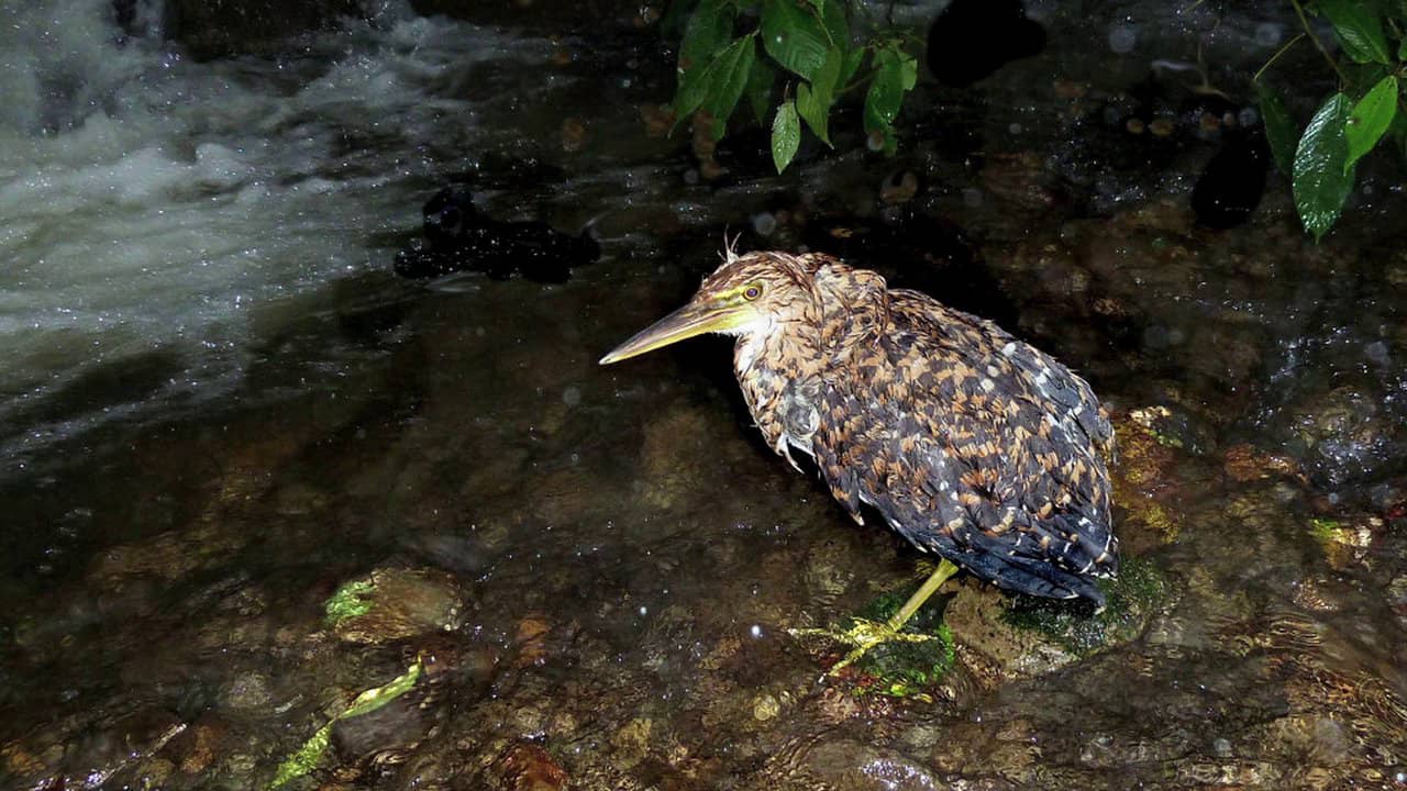 Bird Feeding Adaptations: How beaks are adapted to what birds eat on Vimeo