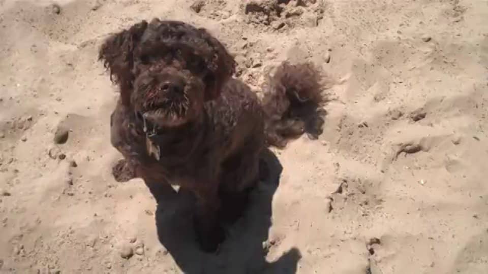 Little Tuffy Goes Swimming at the Beach! on Vimeo