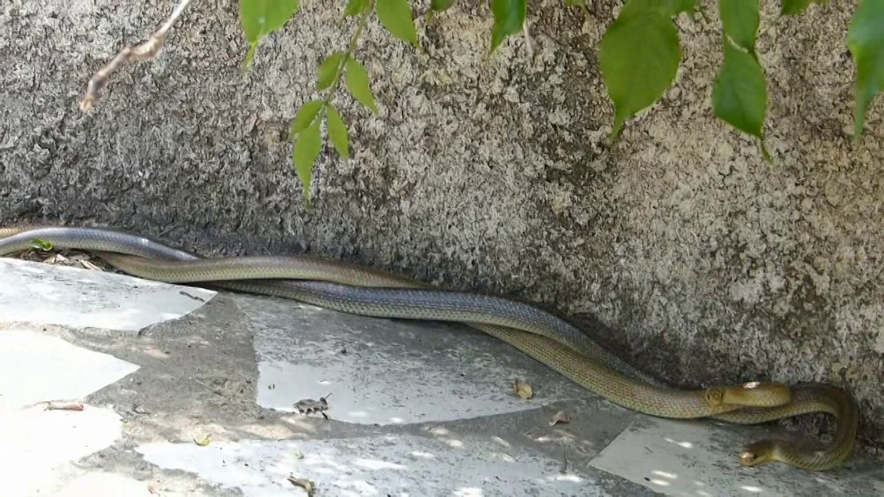 2013-06 Mating snakes - Accouplement de serpents - Parende slangen