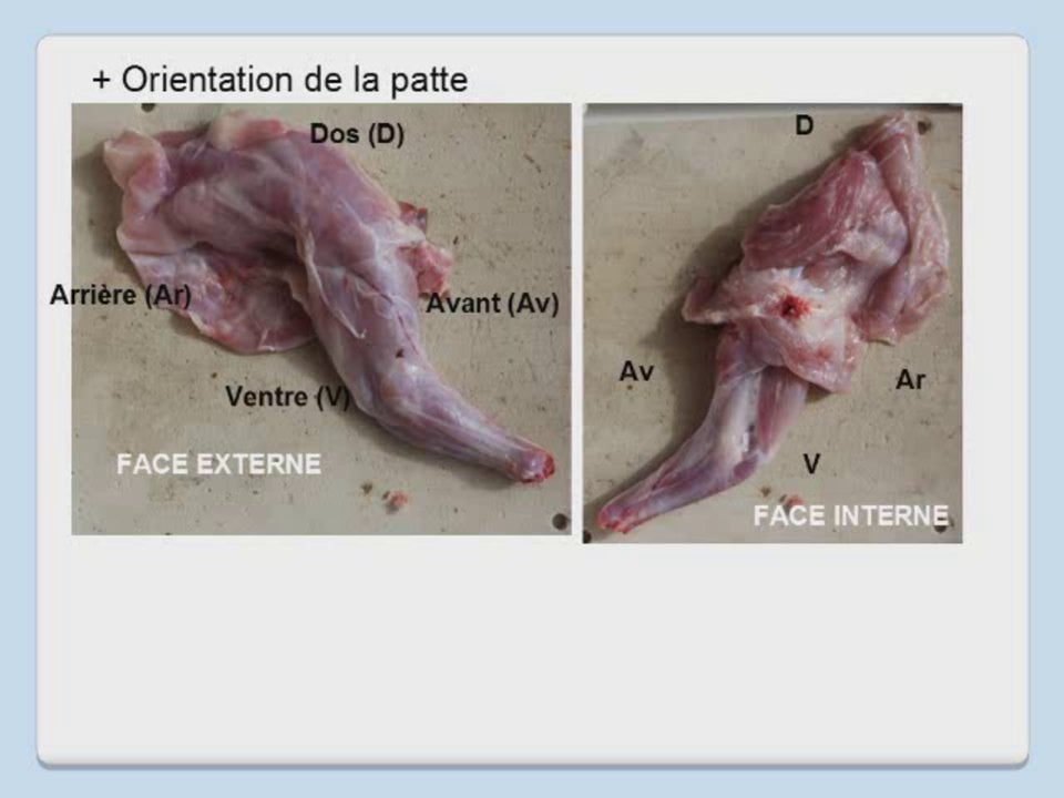 Dissection de la patte avant de lapin pour l'étude du mouvement on Vimeo