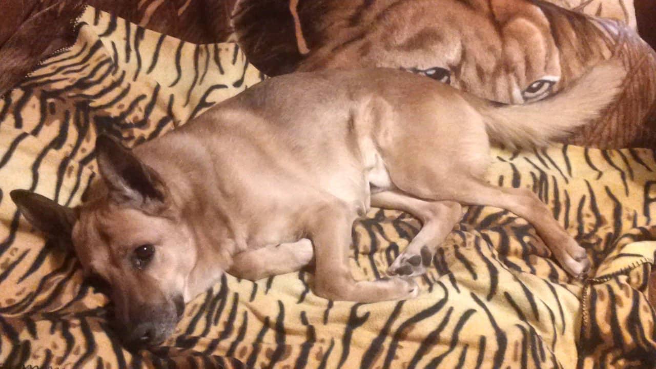 Dog Films "Собачья Радость" - Пойман на "месте преступления" :-) on Vimeo