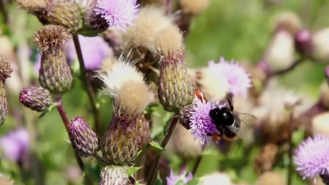 Akkerdistel - Cirsium arvense on Vimeo
