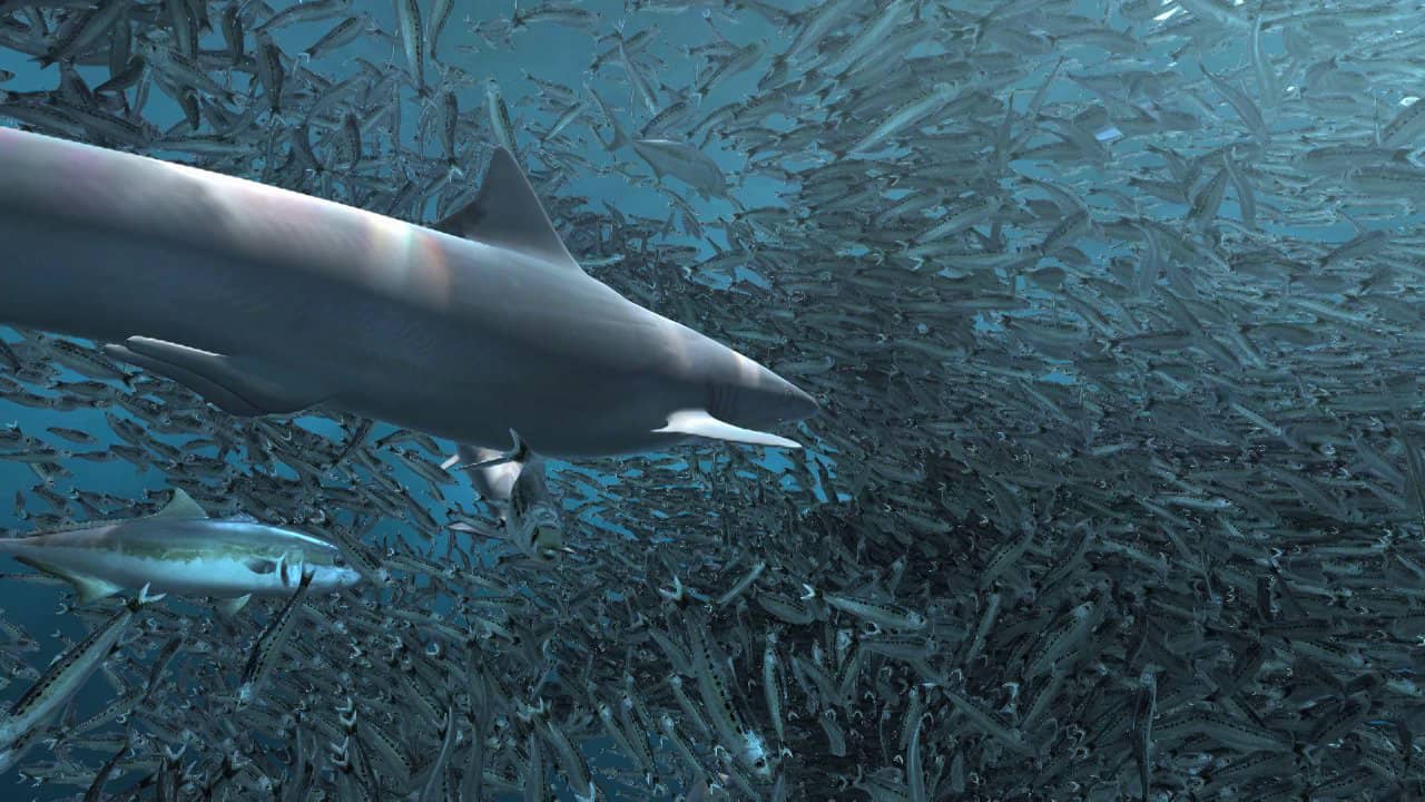 Shark cam on Vimeo