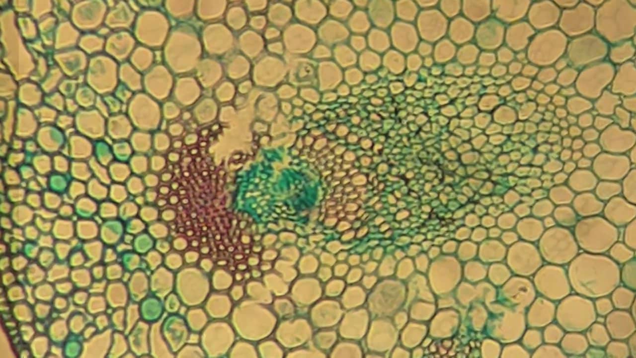 Raspberry Pi camera attached to a microscope on Vimeo